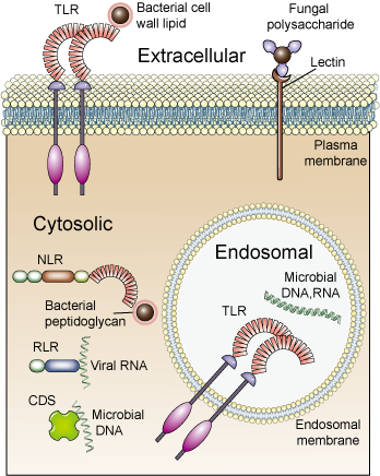Immune Recognition and Receptors - Creative Diagnostics